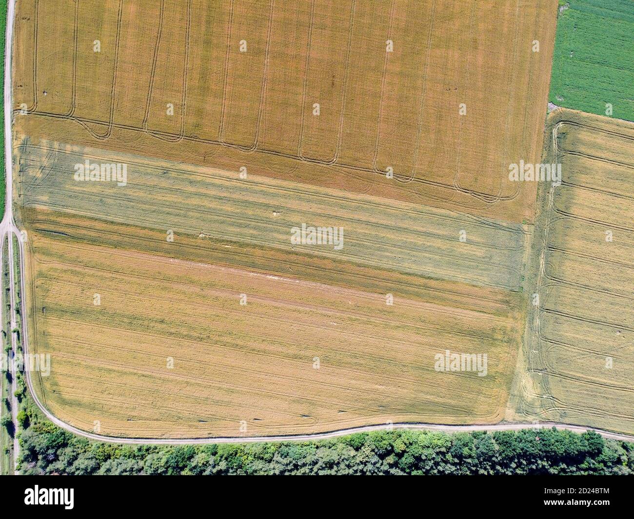 Top view of an agricultural field with crops of wheat of different ...