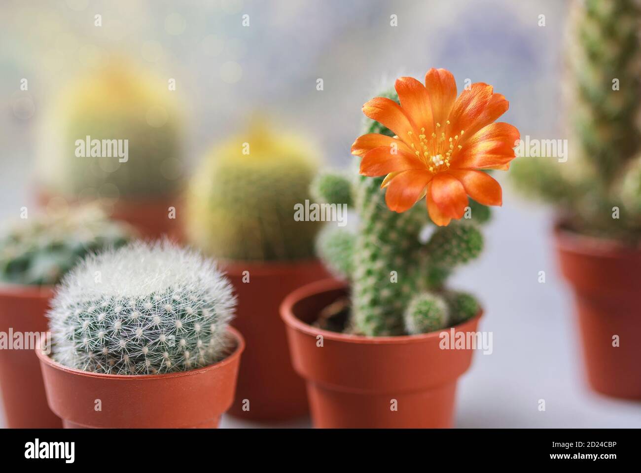 Beautiful flowering cactus flower. Indoor plants Stock Photo - Alamy