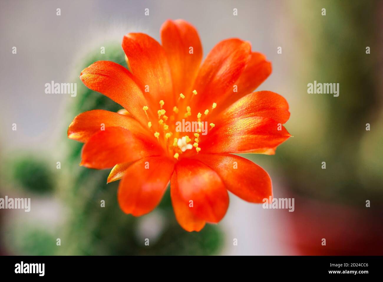 Beautiful flowering cactus flower. Indoor plants Stock Photo - Alamy