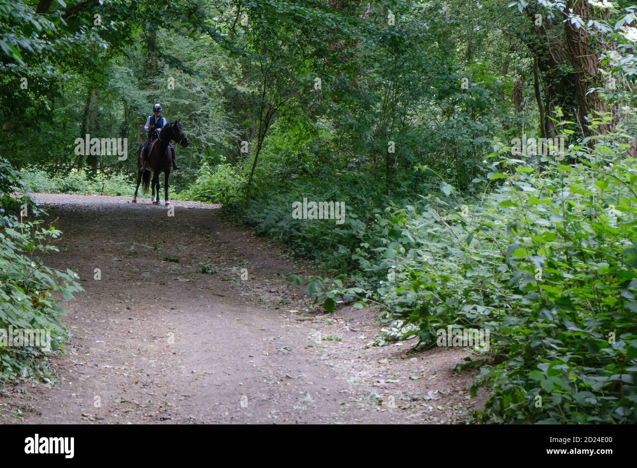 Wooded bridleway with girl with riding helmet and boots on brown horse ...