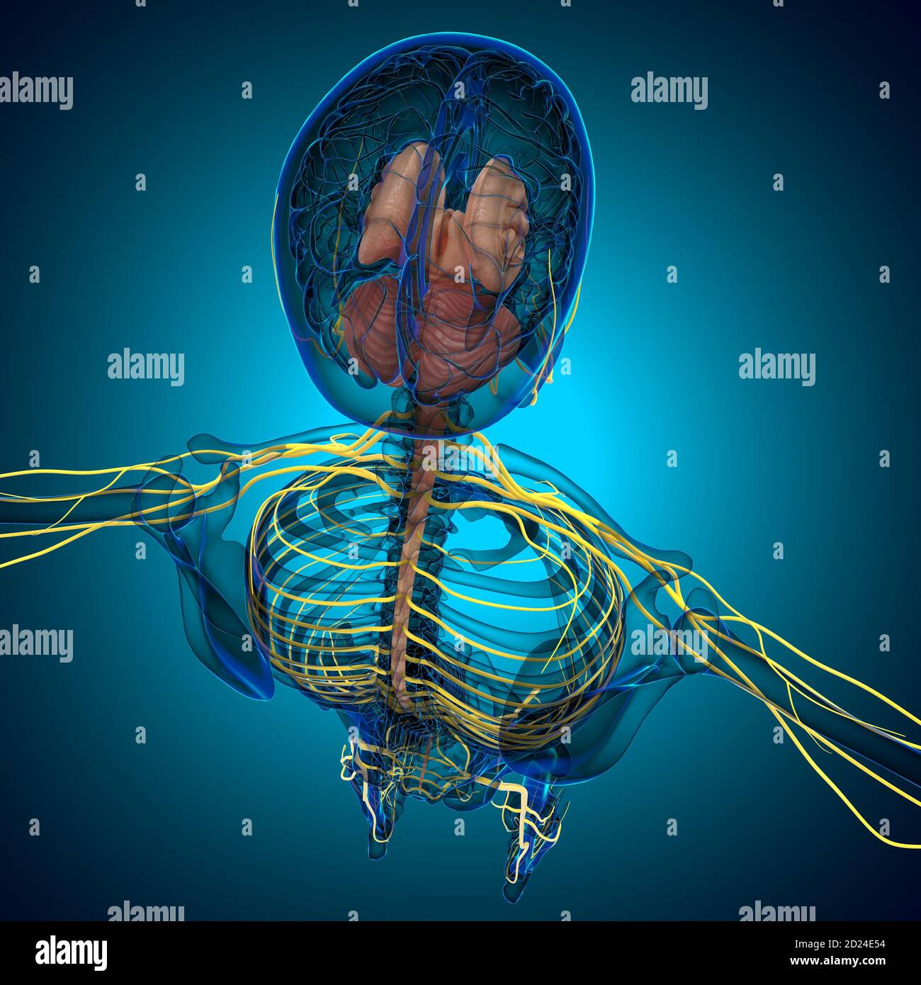 Human Brain inner parts Anatomy For Medical Concept 3D Illustration ...