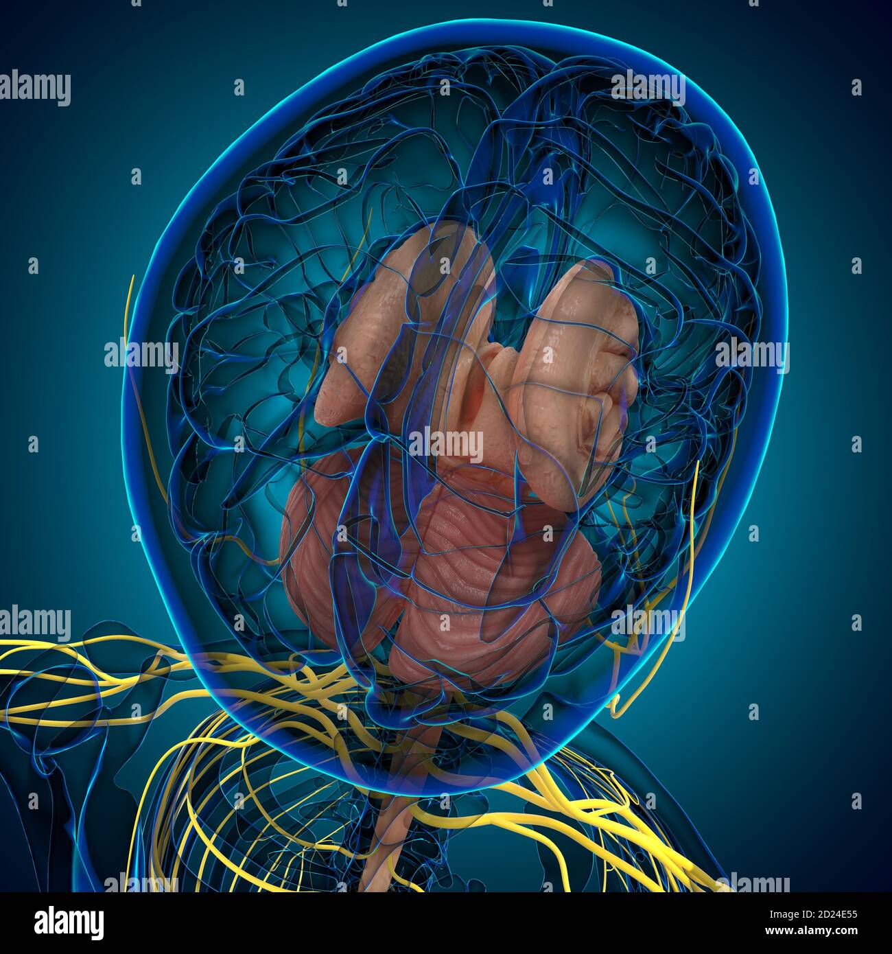 Human Brain inner parts Anatomy For Medical Concept 3D Illustration ...