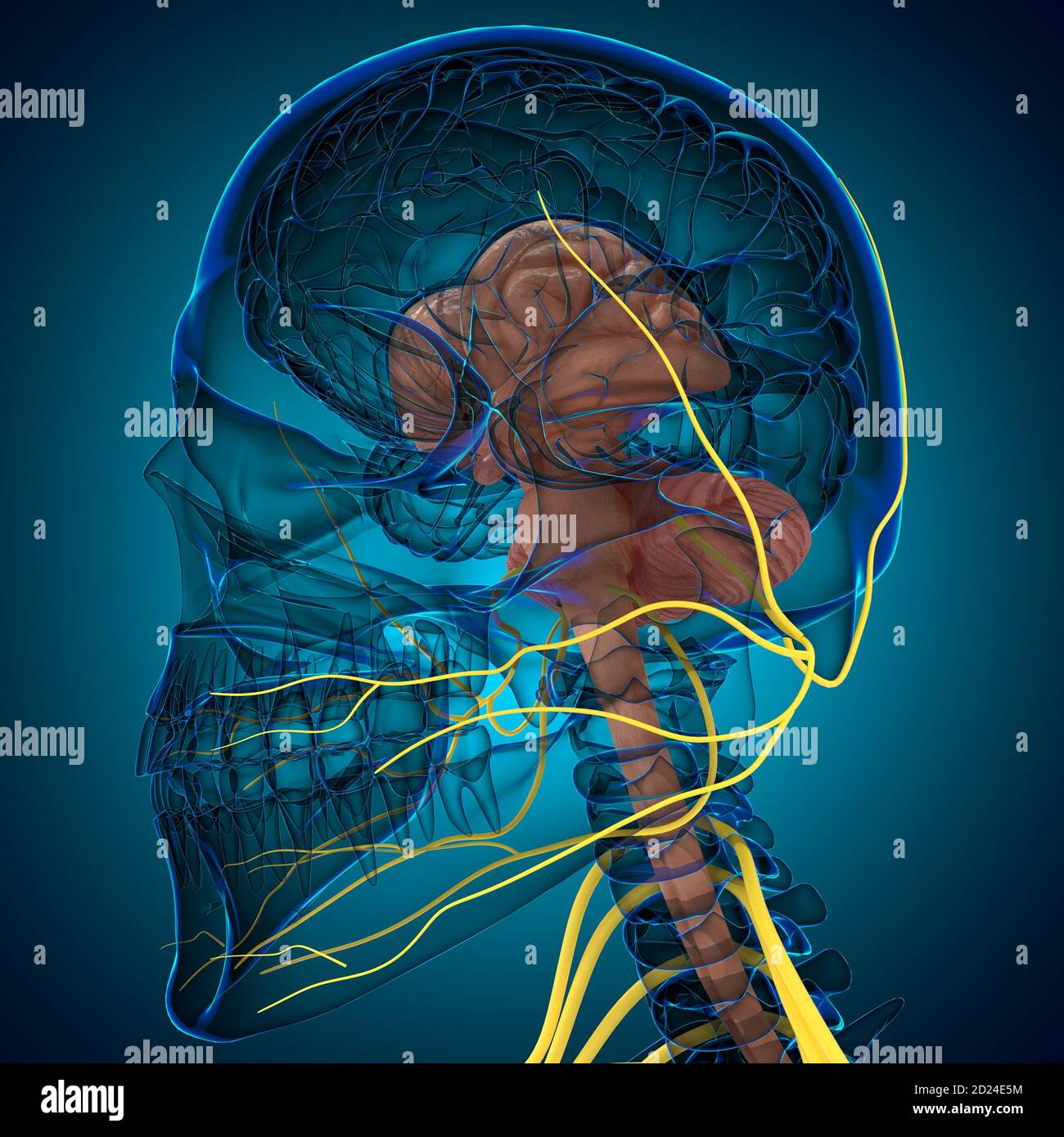 Human Brain inner parts Anatomy For Medical Concept 3D Illustration ...