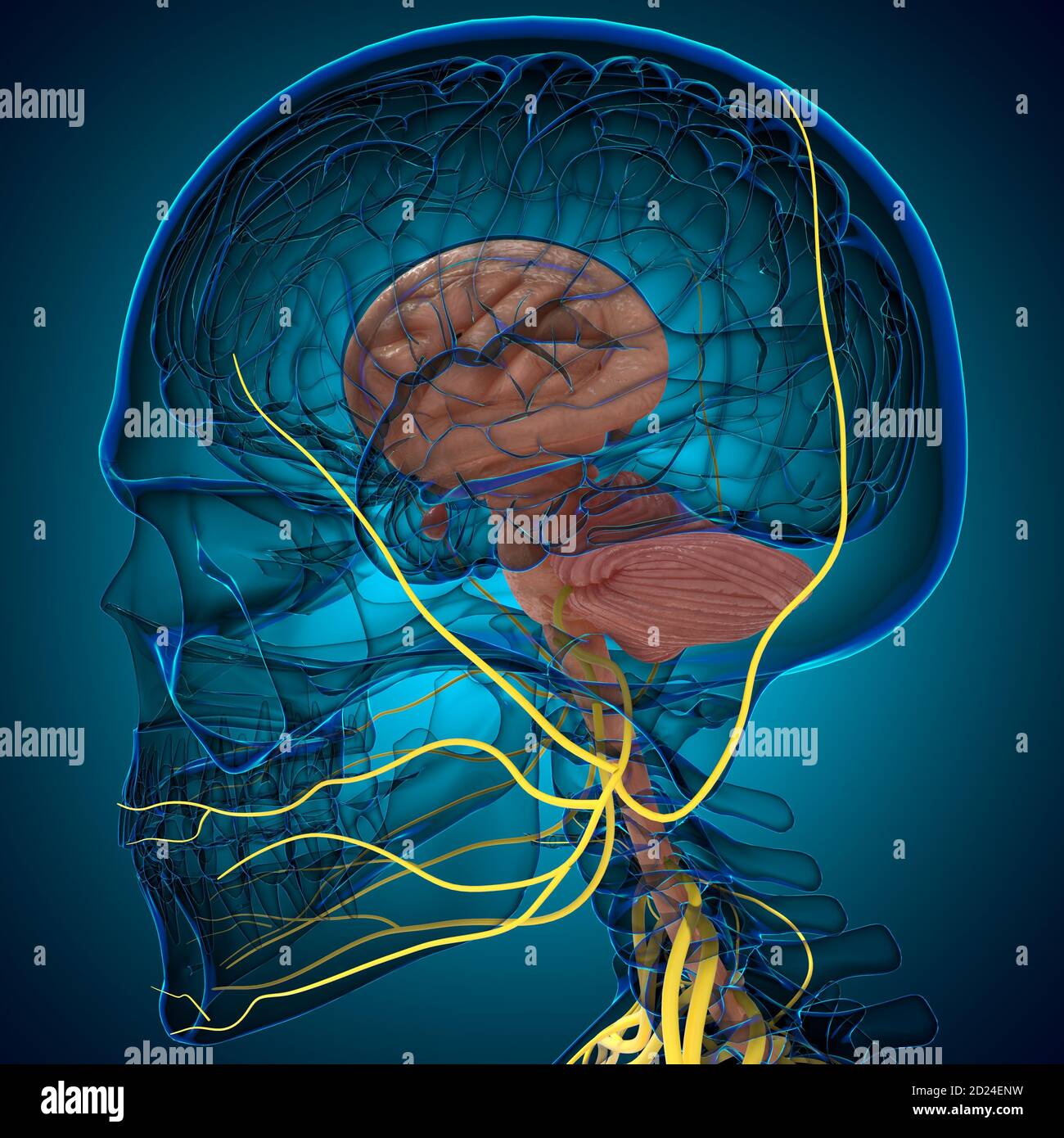 Human Brain inner parts Anatomy For Medical Concept 3D Illustration ...