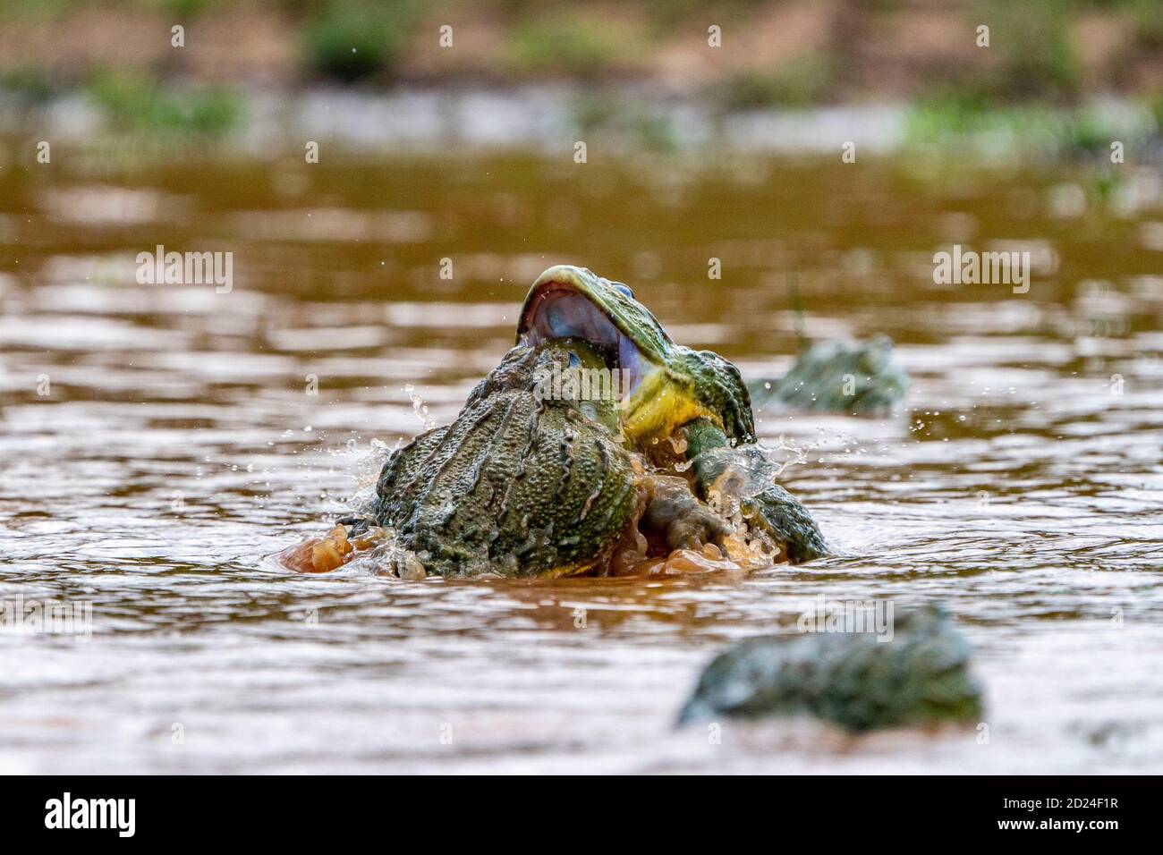 Frog media drum world hi-res stock photography and images - Alamy