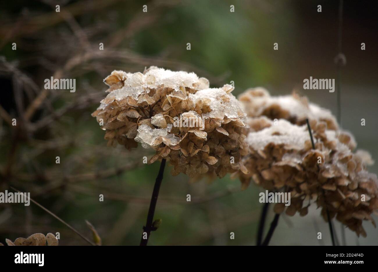 Frozen hydrangea flowers covered in snow on a cold winter morning Stock ...