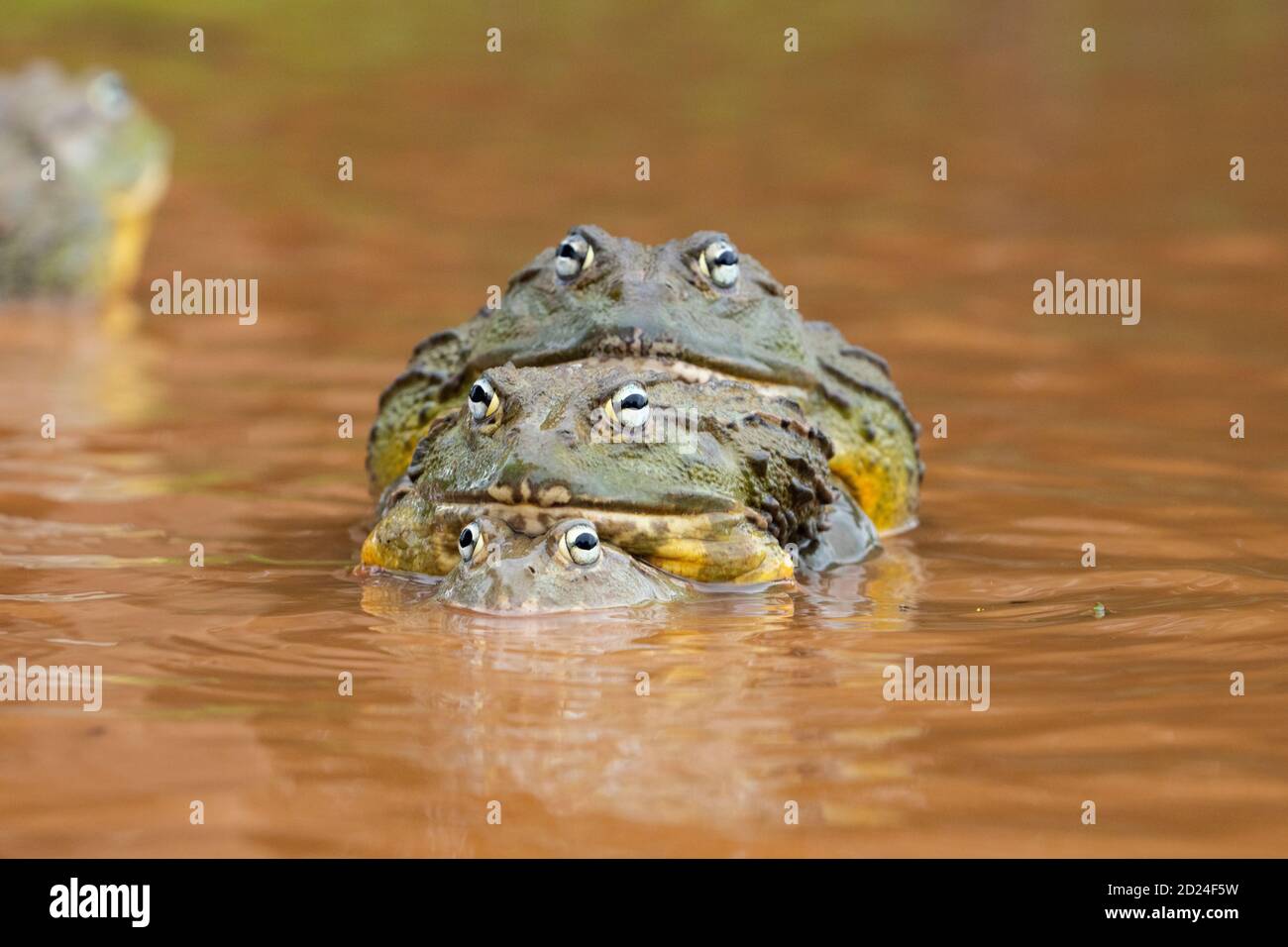 Dominant female younger male hi-res stock photography and images - Alamy