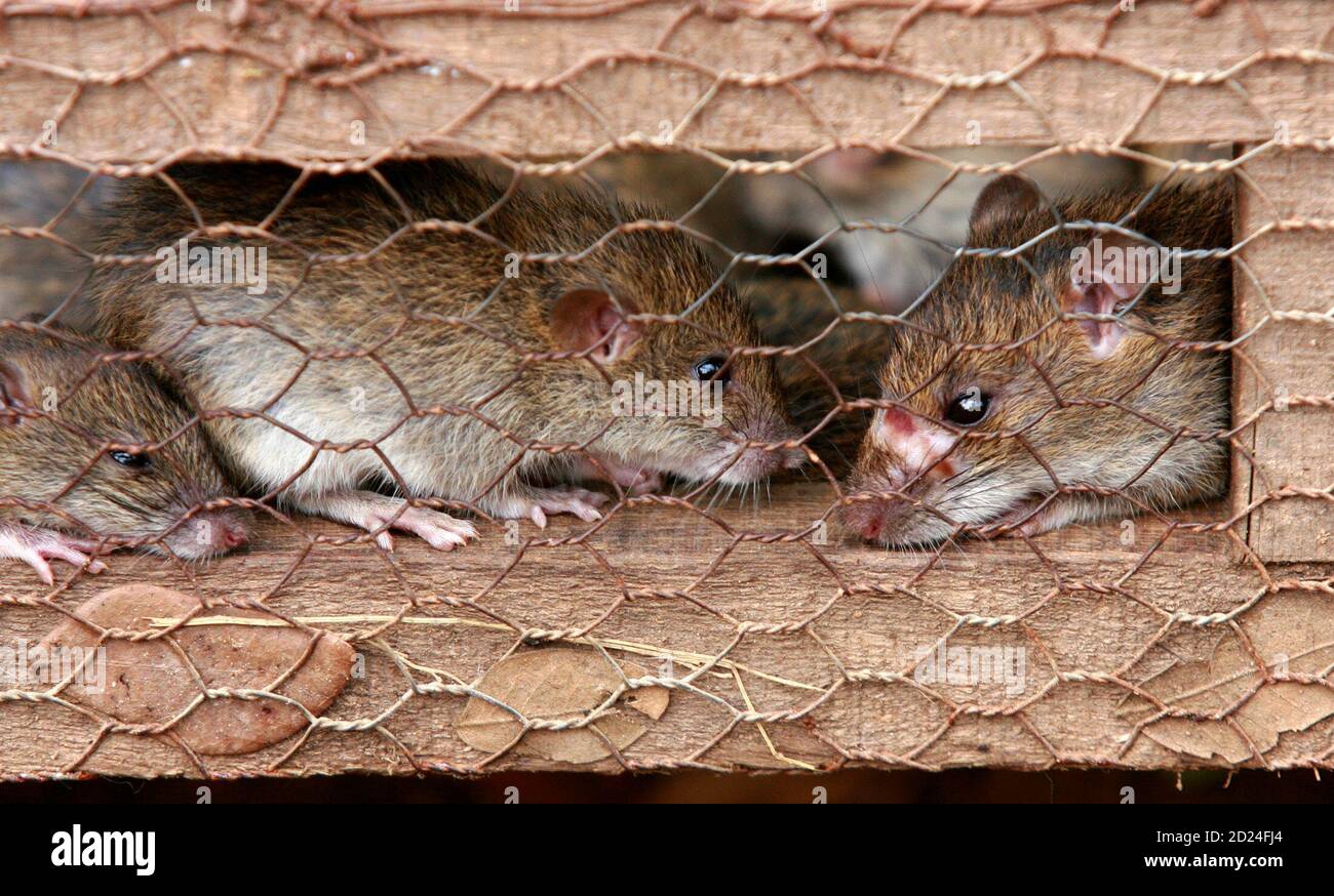 Grilled Rat High Resolution Stock Photography and Images - Alamy