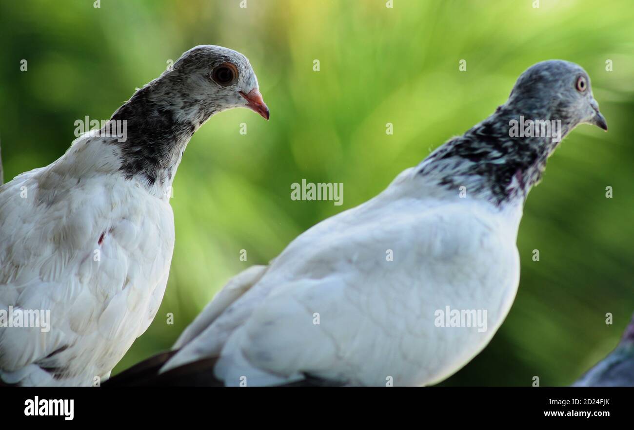 High flying pigeon birds photo Stock Photo - Alamy