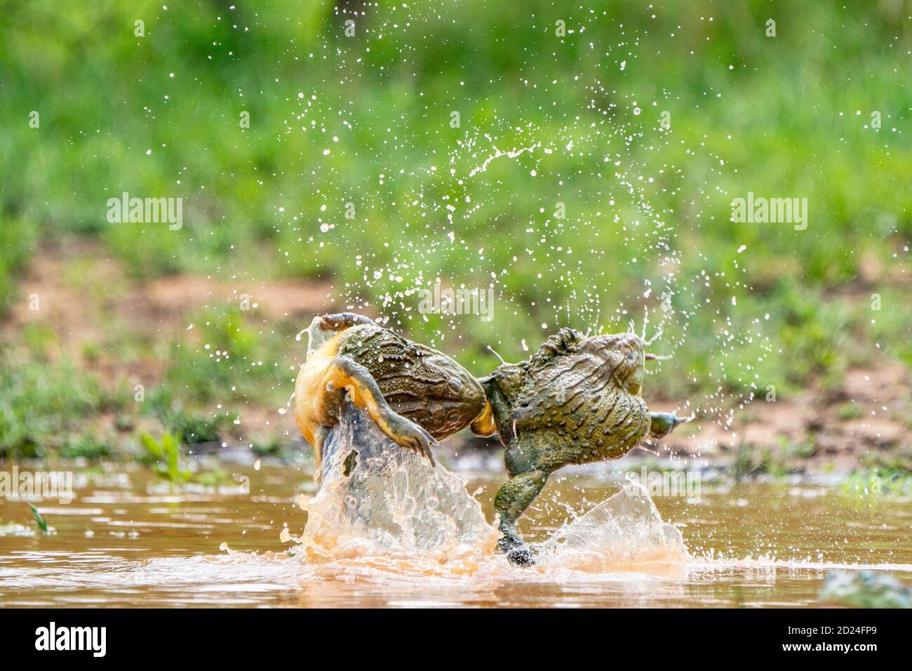 One bullfrog uses its teeth to bite down on its opponent. POLOKWANE ...