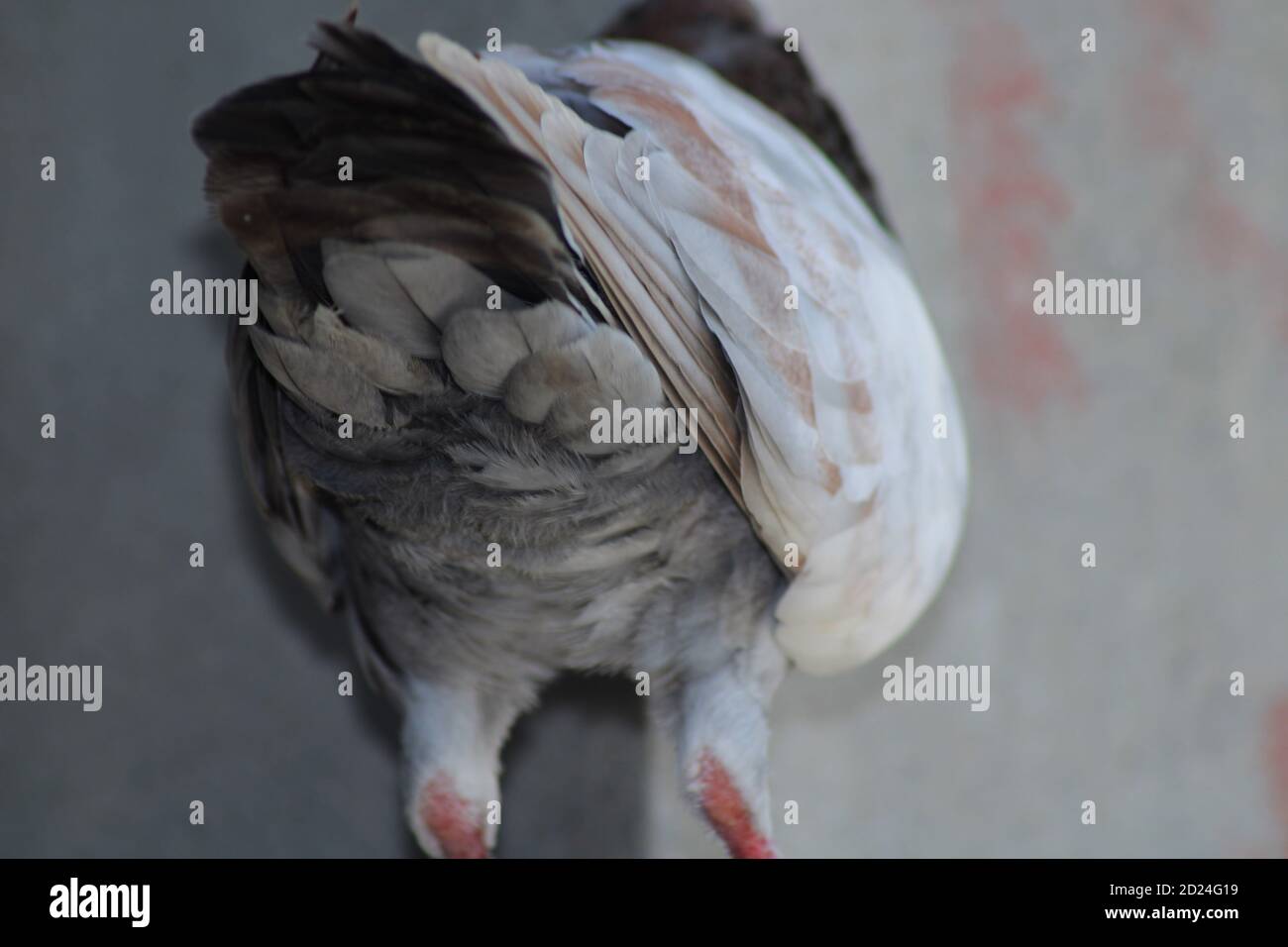 High flying pigeon birds photo Stock Photo - Alamy