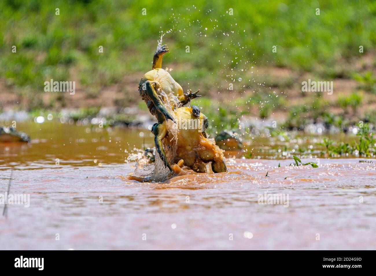 African bullfrogs are one of the largest species of frog. POLOKWANE ...
