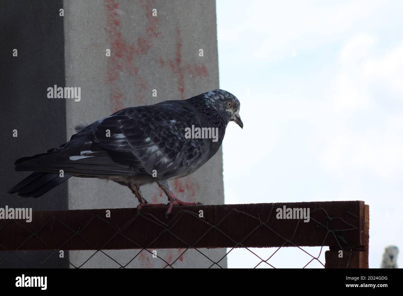 High flying pigeon birds photo Stock Photo - Alamy