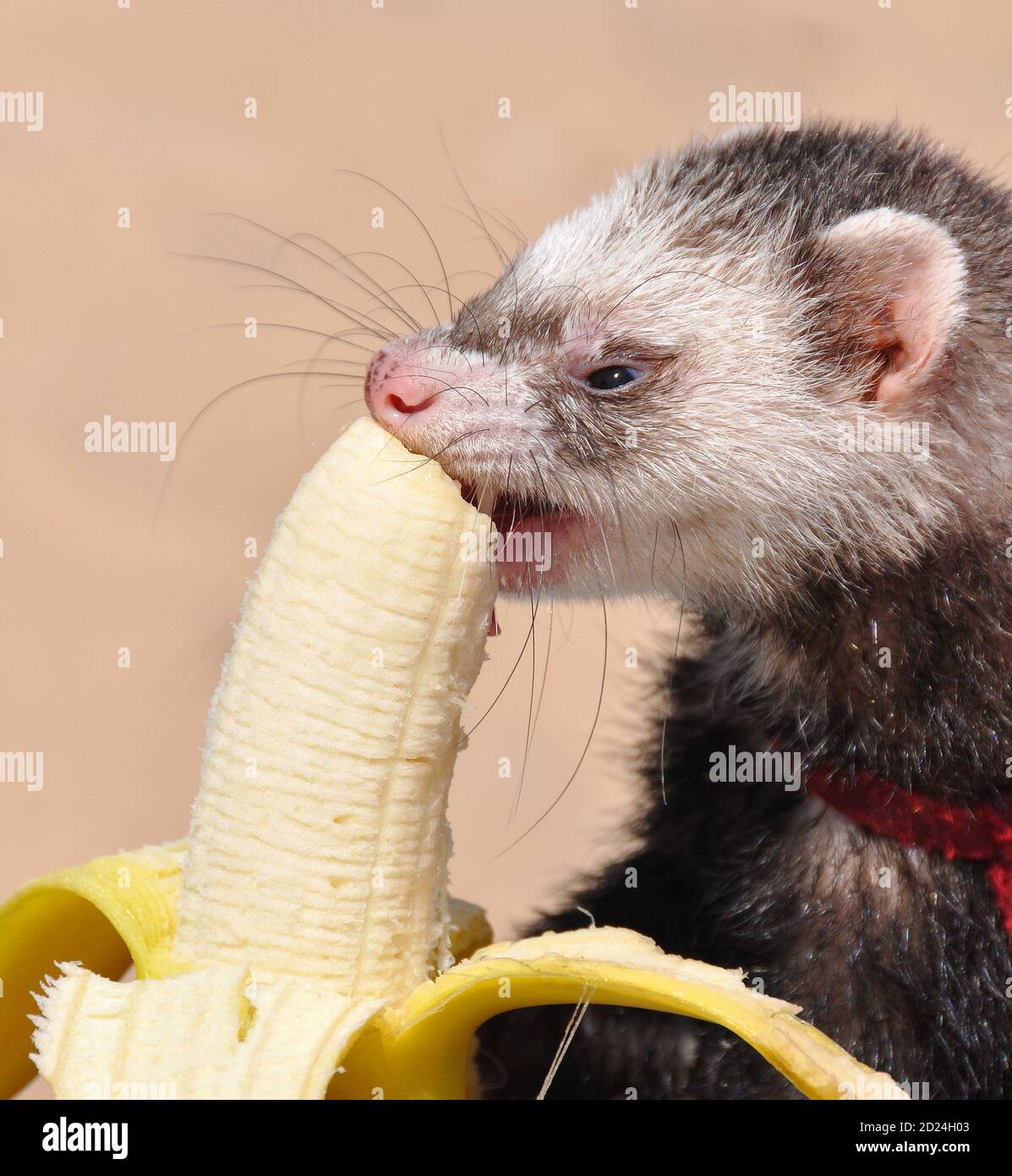 Ferret Teeth High Resolution Stock Photography and Images - Alamy