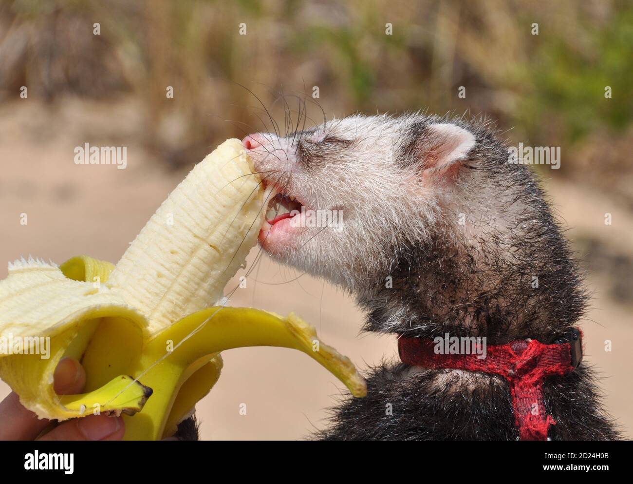 Mustela putorius furo eat hi-res stock photography and images - Alamy