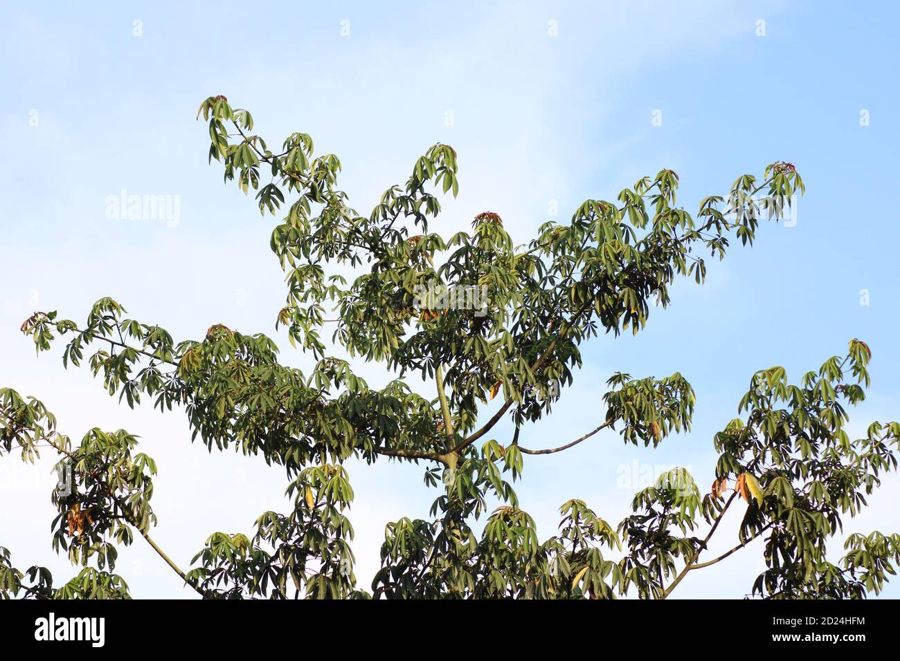 Tree leaves natural photo capture Stock Photo - Alamy