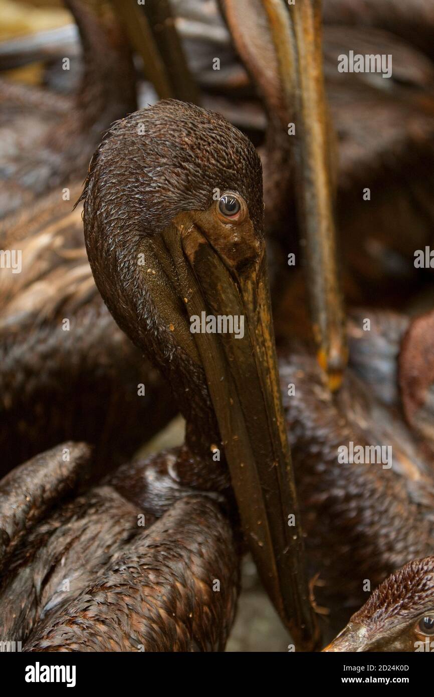 Gulf oil spill animals hi-res stock photography and images - Alamy