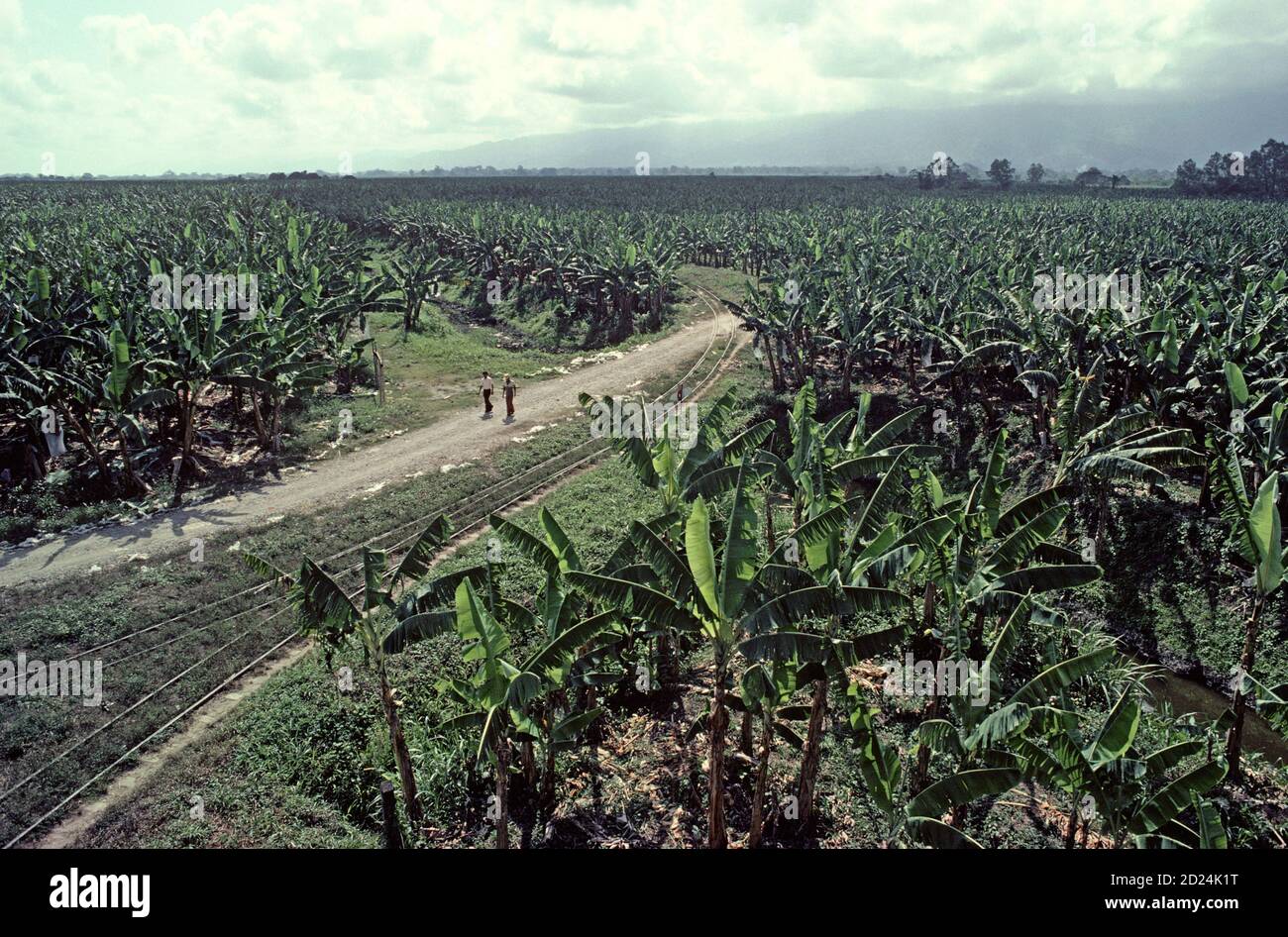 Isletas banana plantation, Honduras, Central America Stock Photo - Alamy