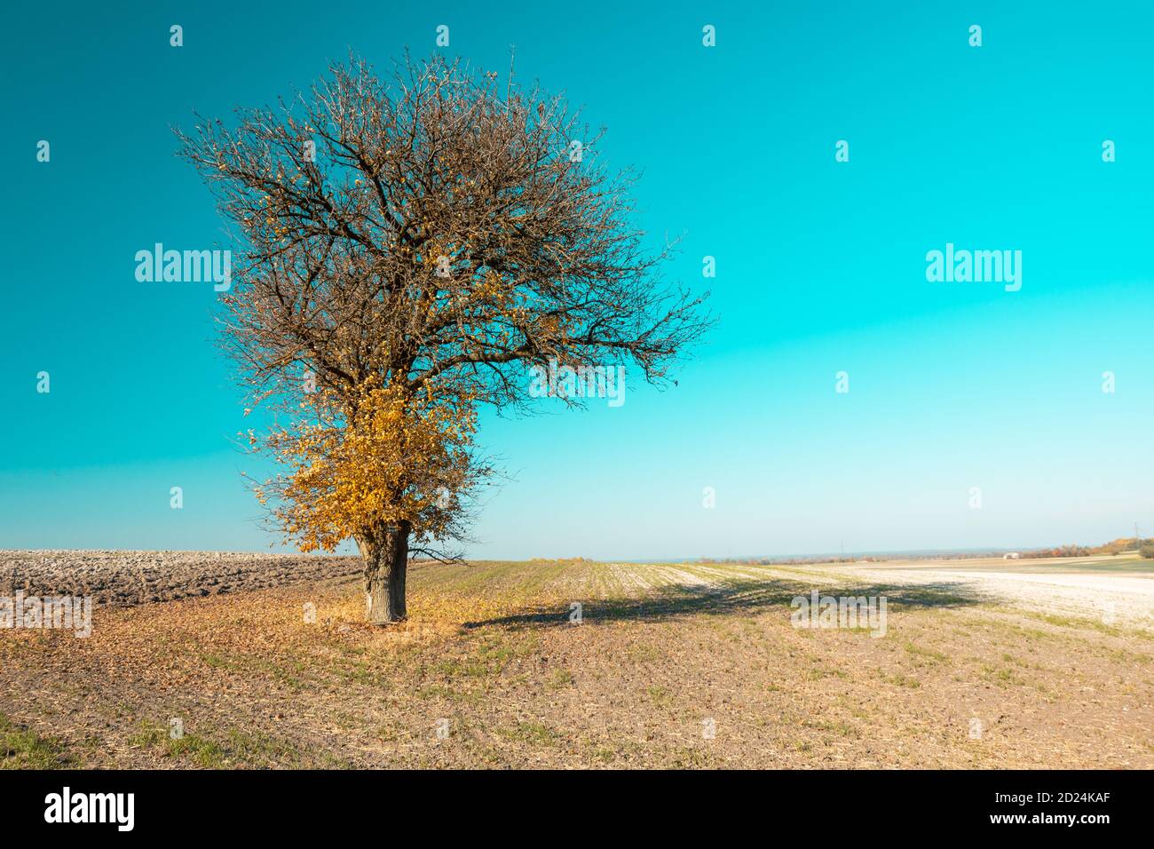 Tree nature autumn hi-res stock photography and images - Alamy