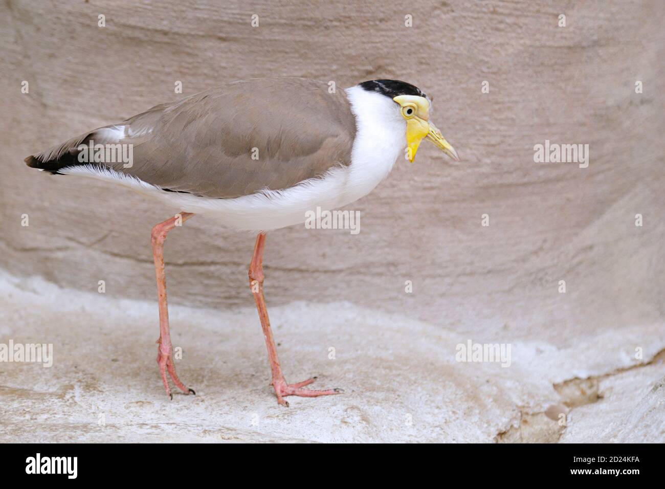 Masked lapwing eye hi-res stock photography and images - Alamy