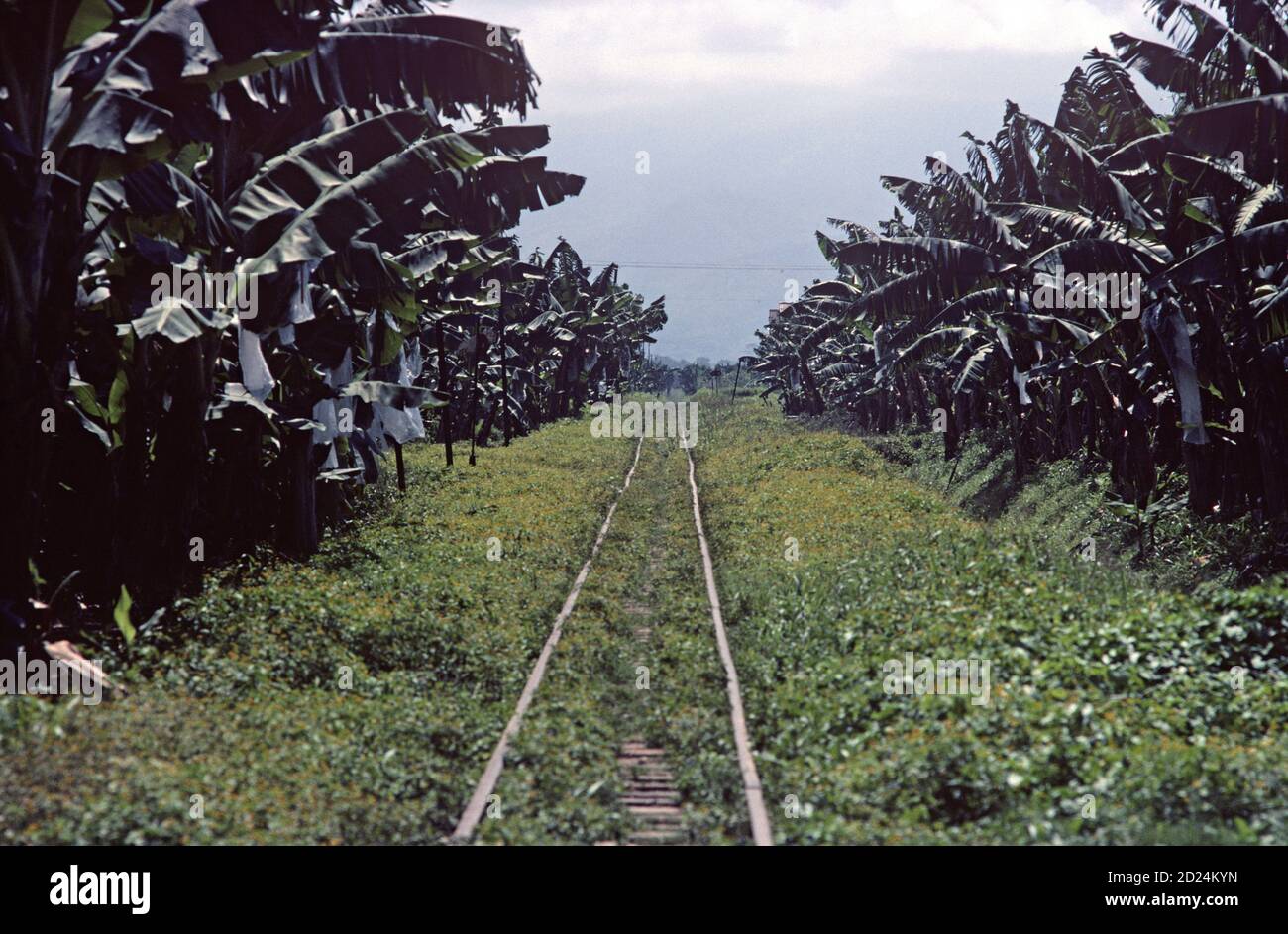 Railway line running through Isletas banana plantation, Honduras ...