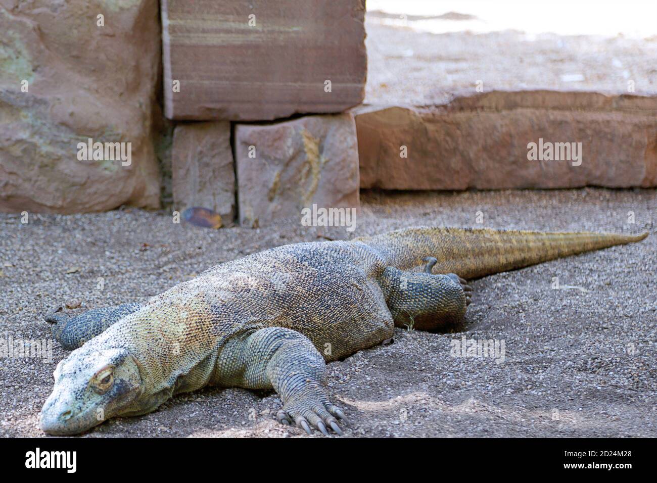 Komodo dragon ecosystem hi-res stock photography and images - Alamy