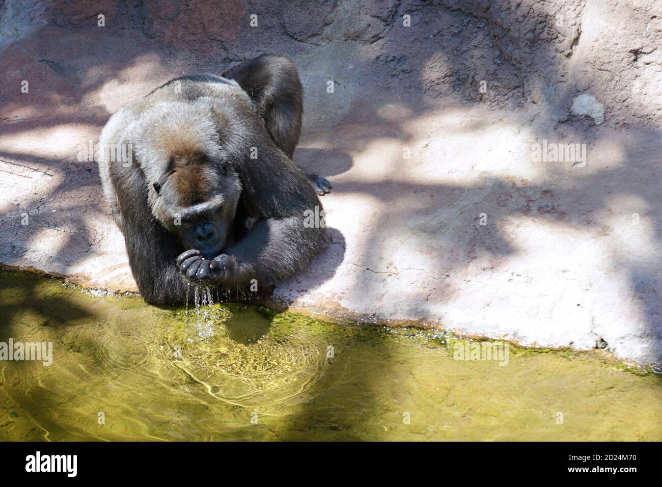 Captive western lowland gorilla (Gorilla gorilla gorilla) drinking ...