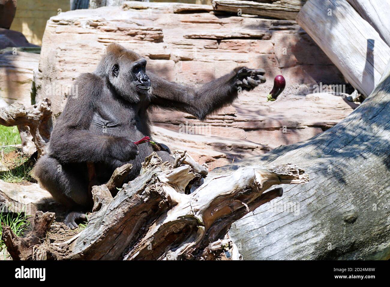 Captive gorilla in conservation hi-res stock photography and images - Alamy