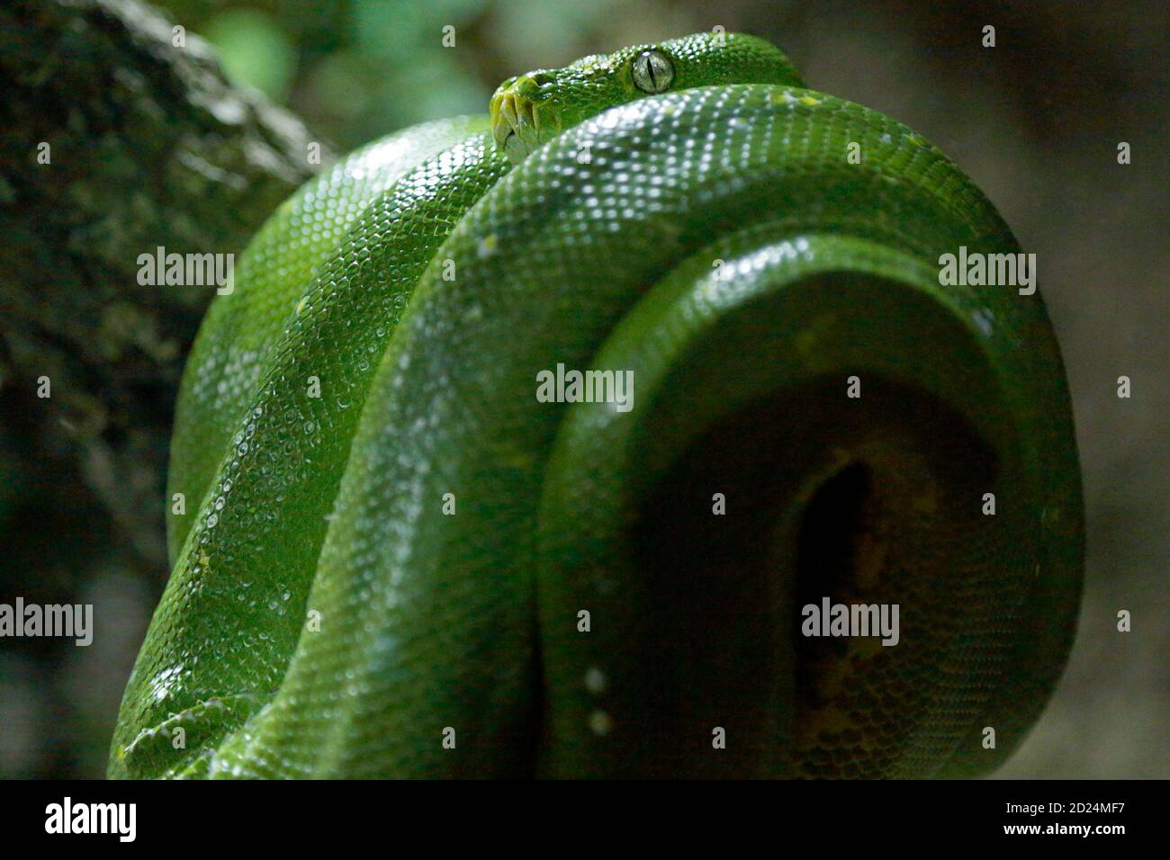 Morelia viridis in the wild hi-res stock photography and images - Alamy