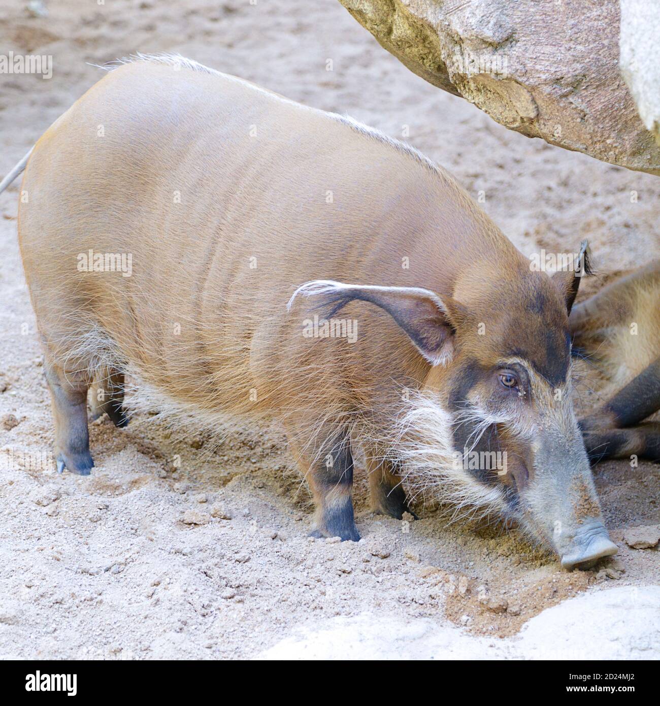 Red river hog (Potamochoerus porcus Stock Photo - Alamy