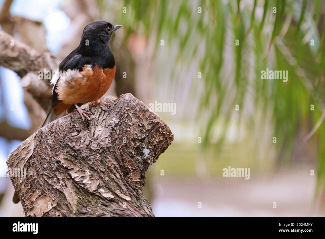 Shama Bird High Resolution Stock Photography and Images - Alamy