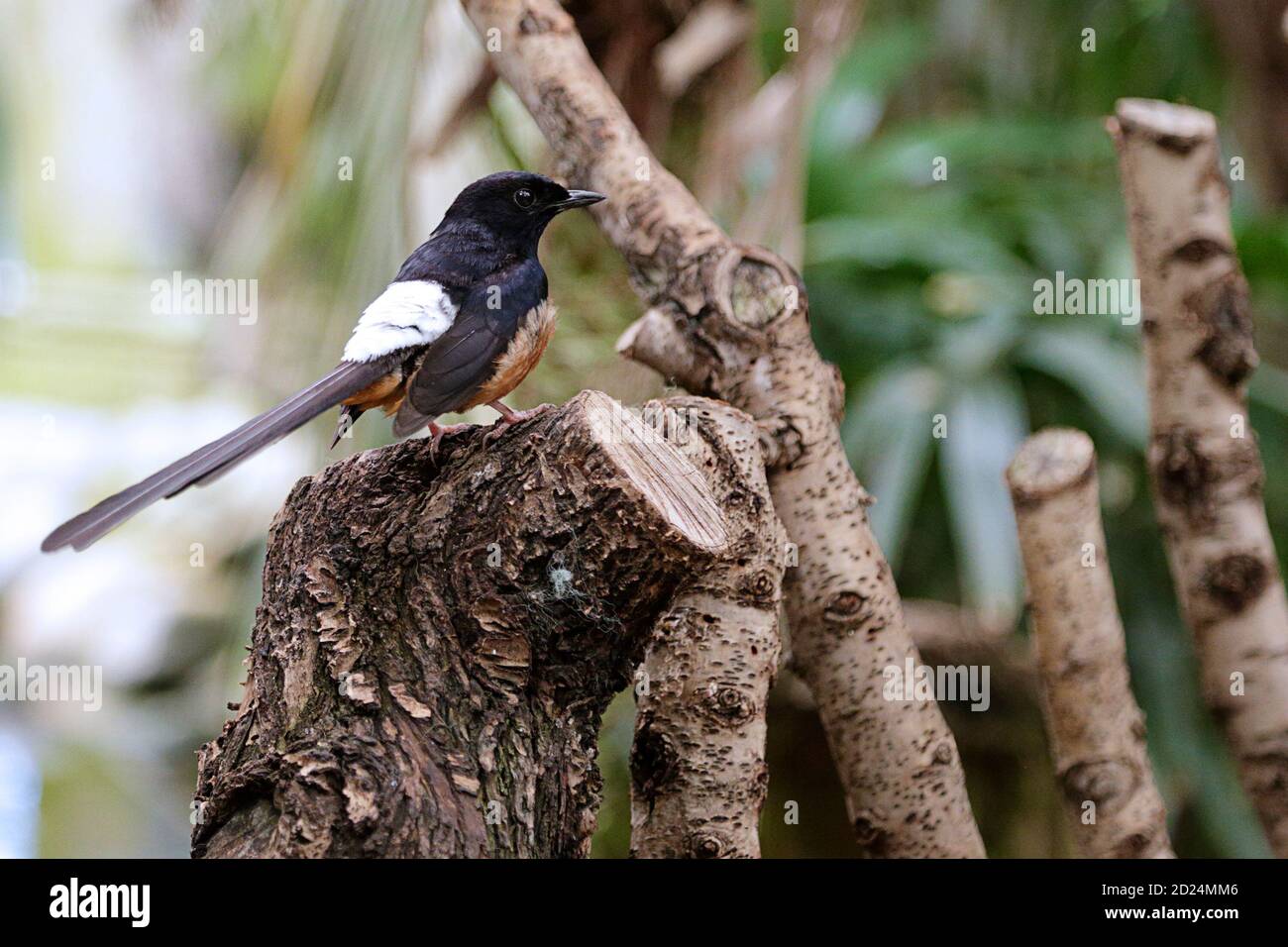 Shama Bird High Resolution Stock Photography and Images - Alamy