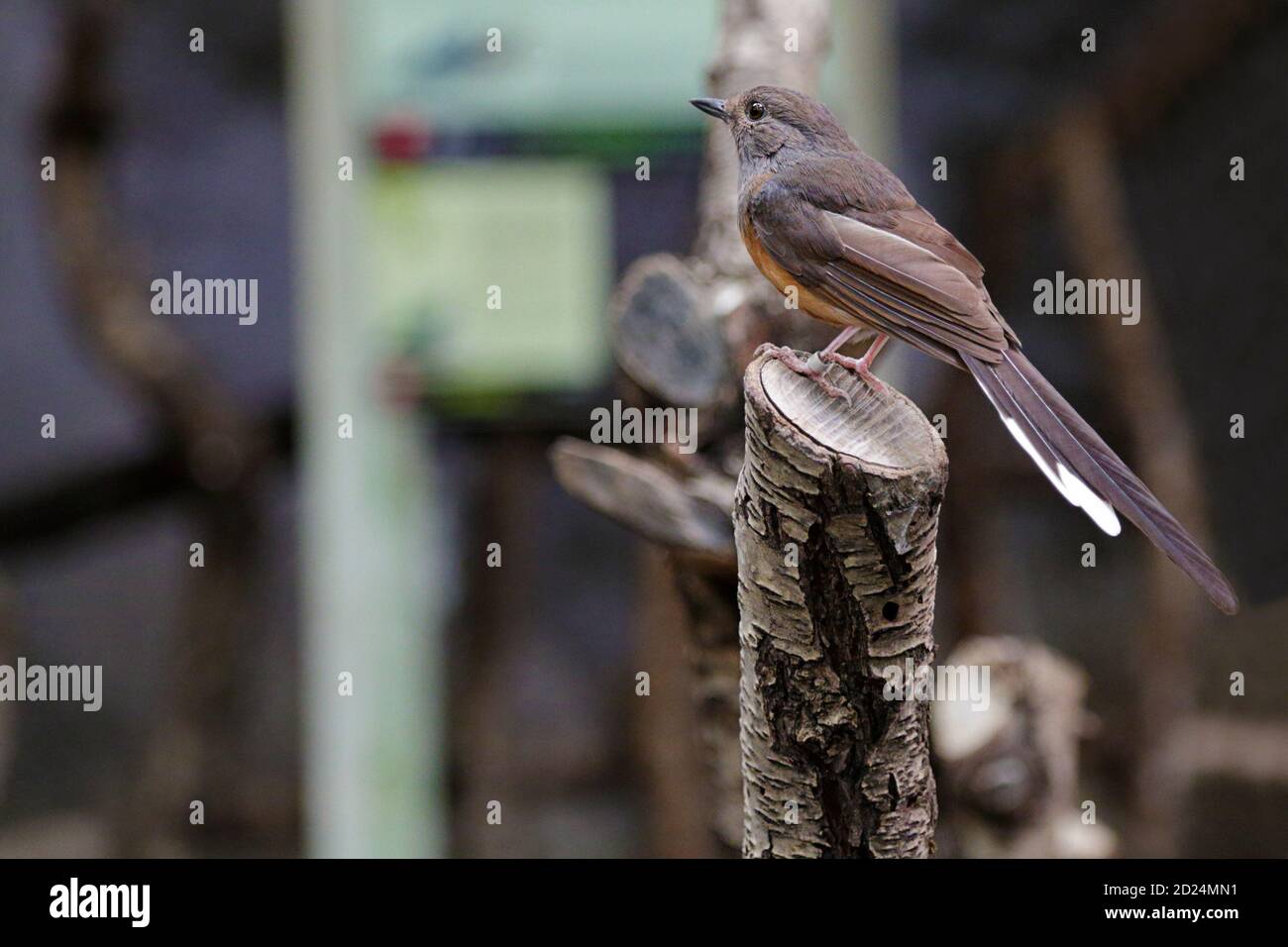 Shama Bird High Resolution Stock Photography and Images - Alamy
