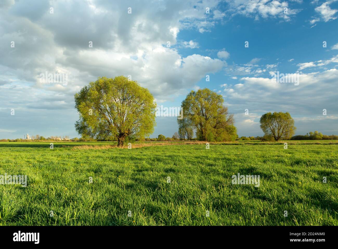 Green trees growing in hi-res stock photography and images - Alamy