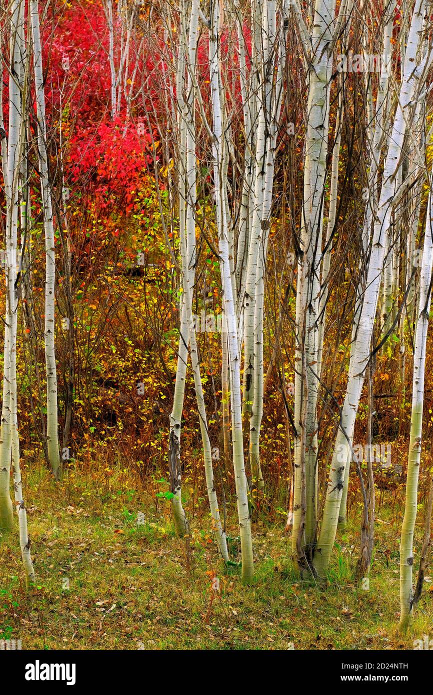 Red maples hi-res stock photography and images - Alamy