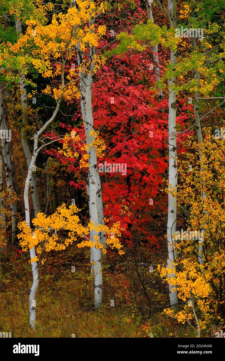 Dense aspen grove hi-res stock photography and images - Alamy