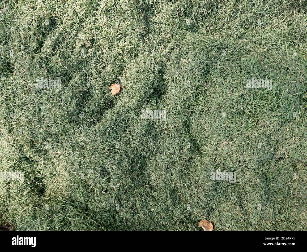 Chopped grass, young fruit tree trunk and leaves. Preparing a nutrient ...