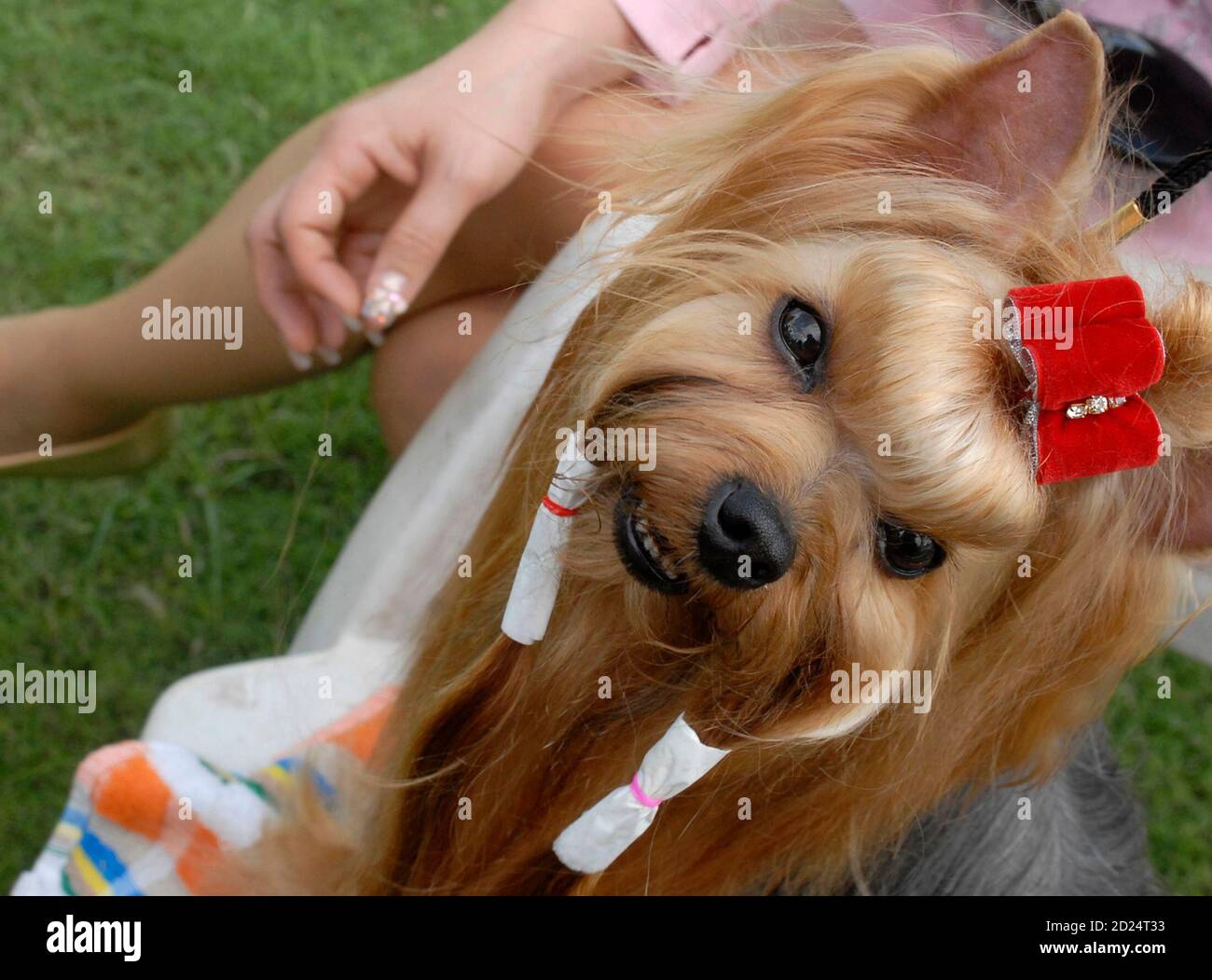 Indian dog breeds hi-res stock photography and images - Alamy