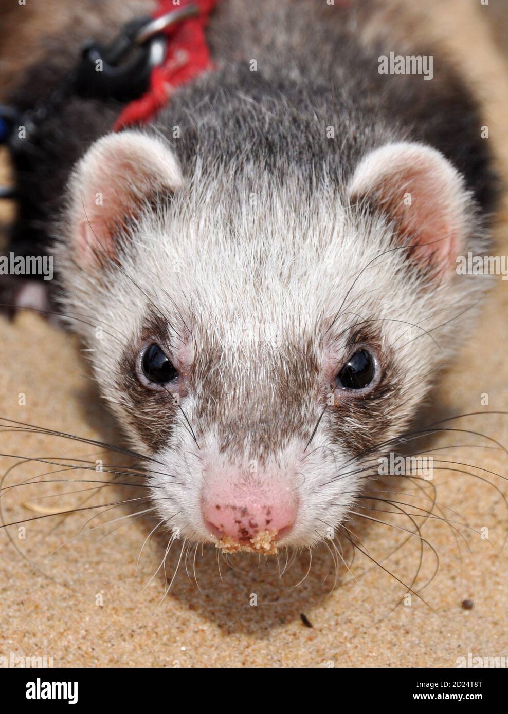 Happy Ferret High Resolution Stock Photography and Images - Alamy