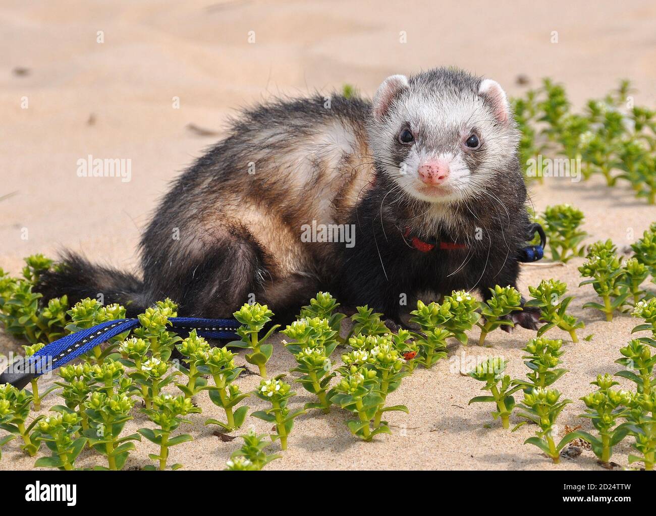 Happy Ferret High Resolution Stock Photography and Images - Alamy
