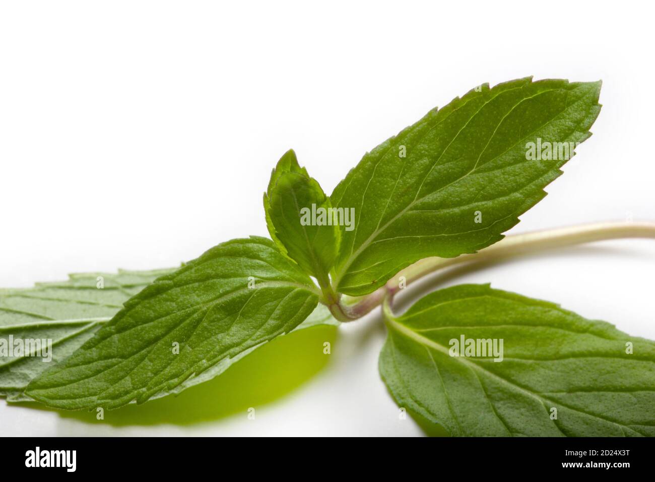 Fresh mint in closeup on a white background Stock Photo - Alamy
