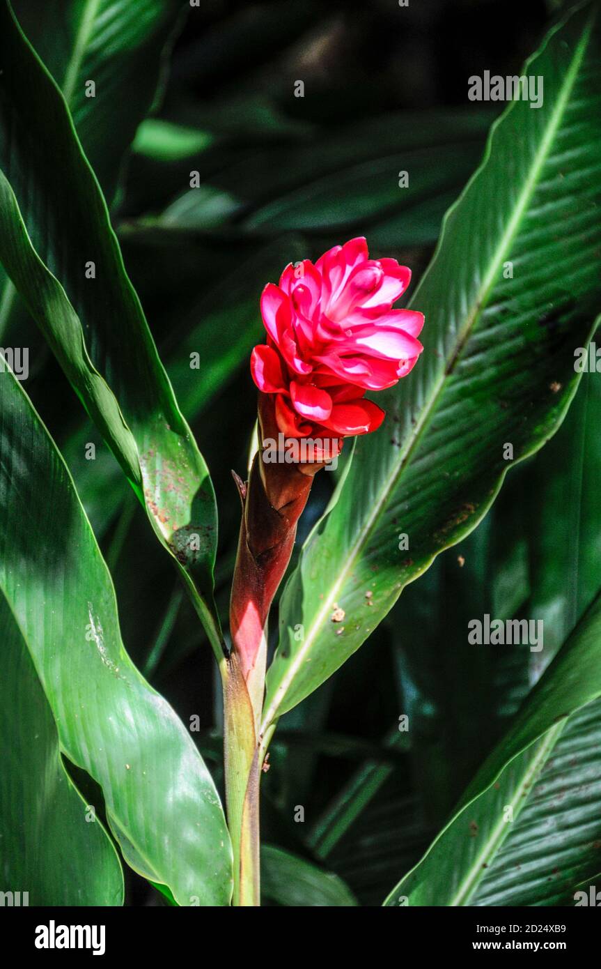 A Red Ginger flower in Fiji Stock Photo - Alamy
