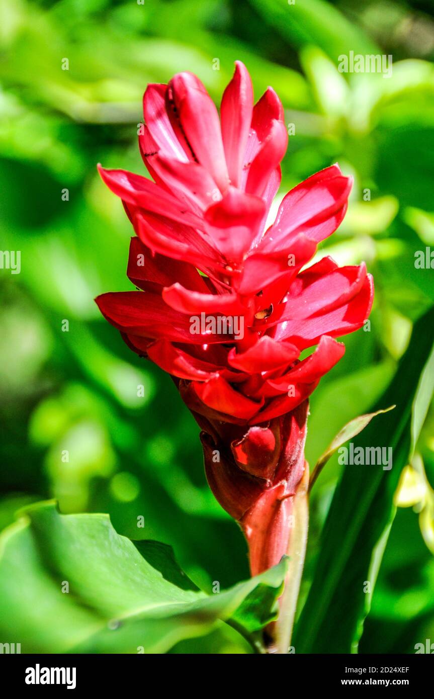 A Red Ginger flower in Fiji Stock Photo - Alamy