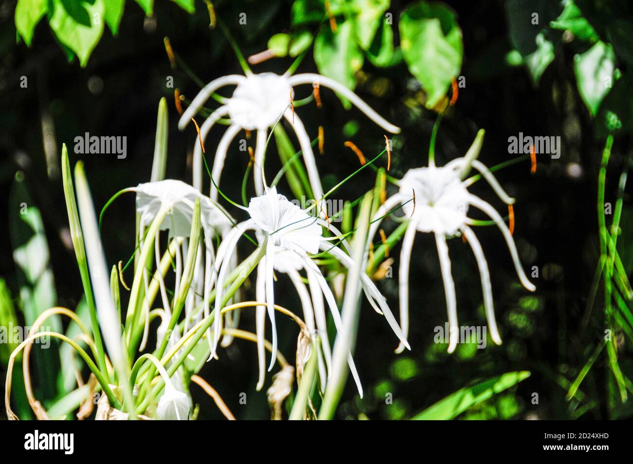 A common White Lilly -a native flower of Fiji Stock Photo - Alamy