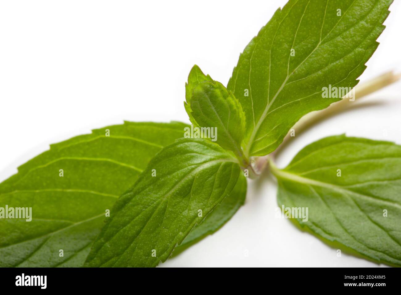 White mint candy still life hi-res stock photography and images - Alamy