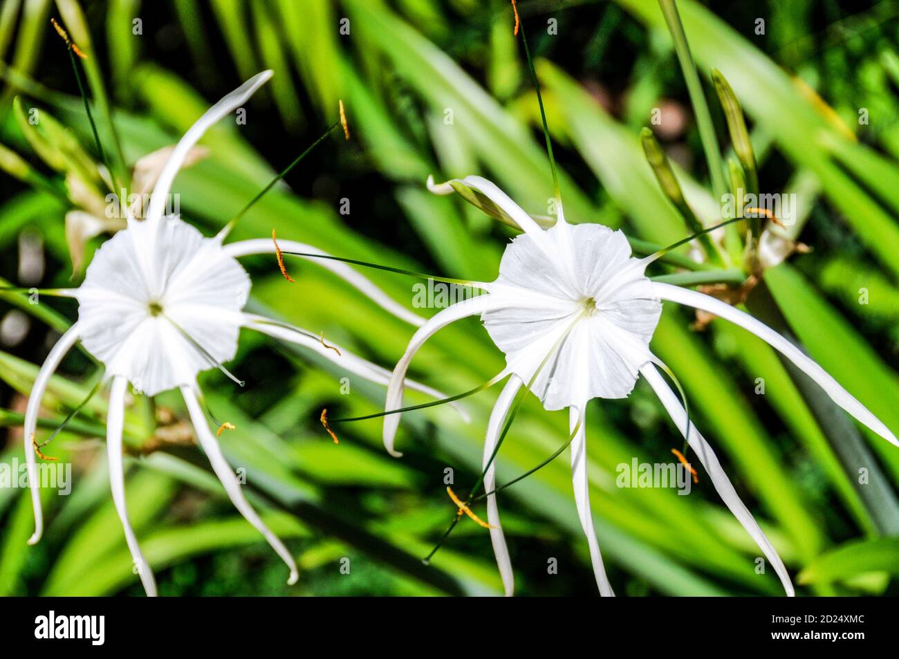 A common White Lilly -a native flower of Fiji Stock Photo - Alamy
