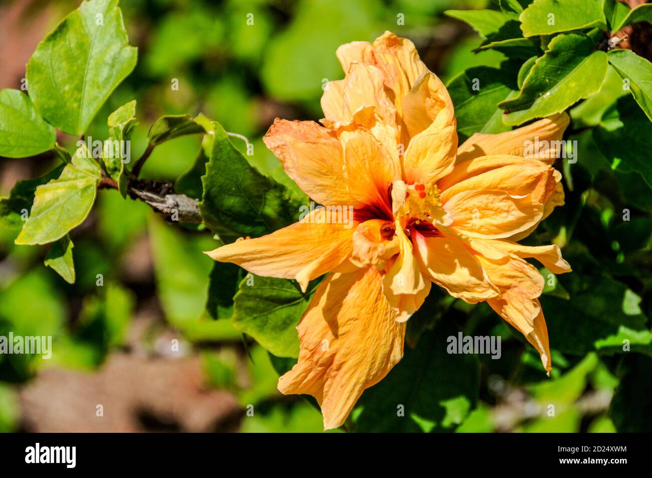 Native flower of fiji hi-res stock photography and images - Alamy