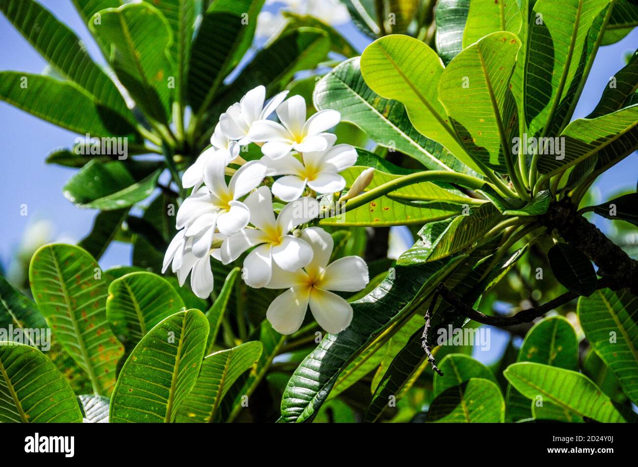 Native frangipani hi-res stock photography and images - Alamy