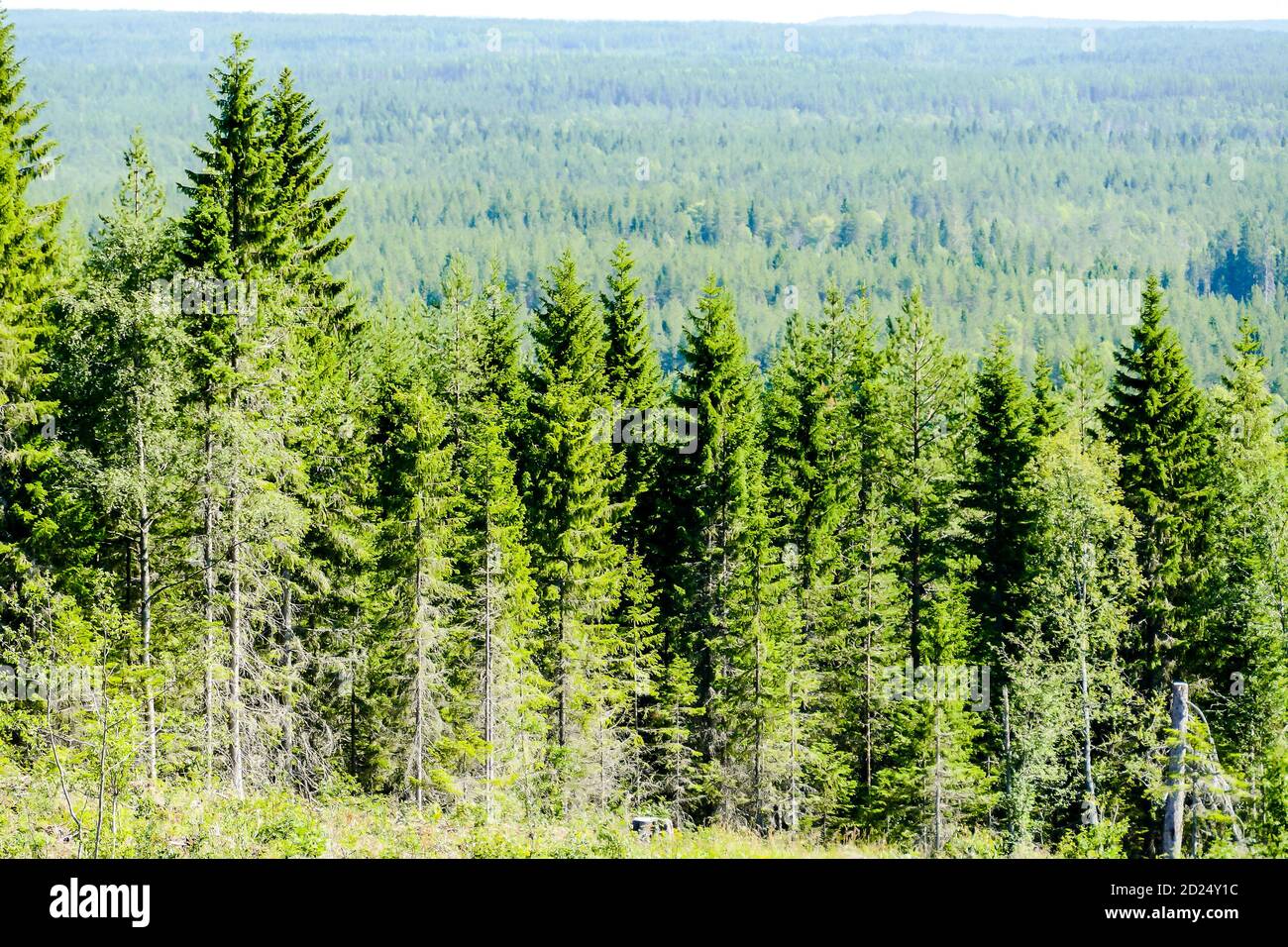 landscape with trees, in Sweden Scandinavia North Europe Stock Photo ...