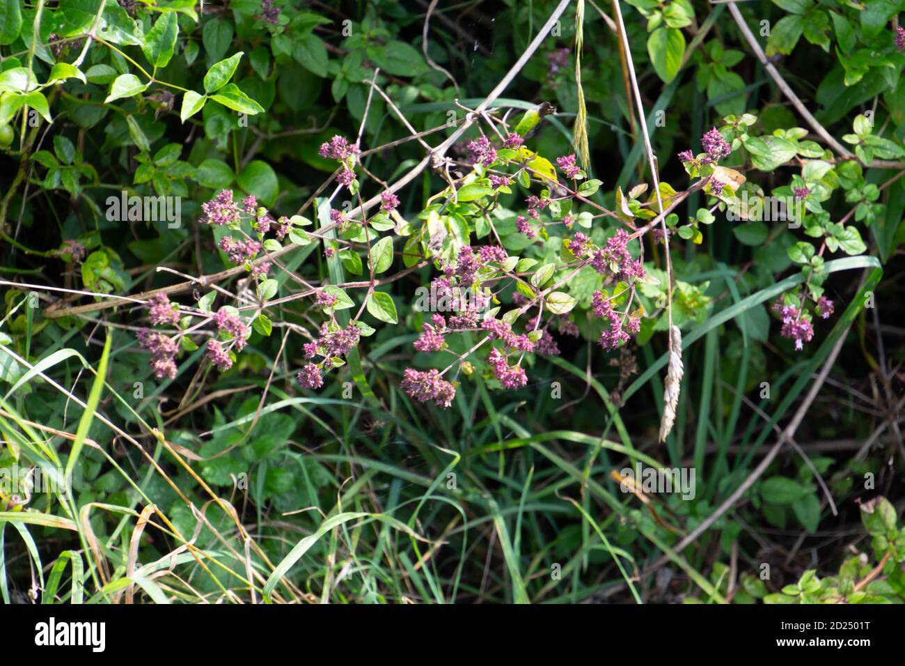 Purple flowers of oregano, also called Origanum vulgare or echter dost ...